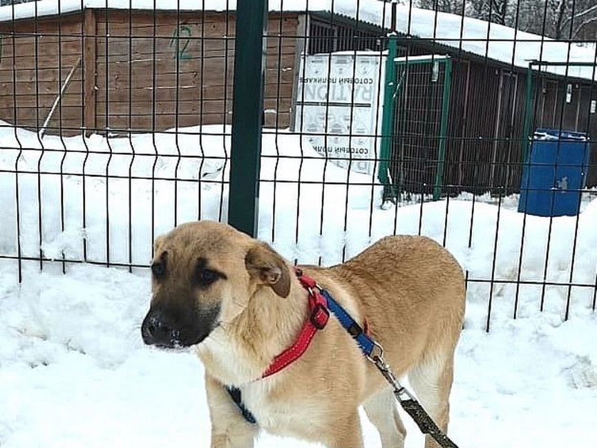 Щенок Тесса страдает в приюте
