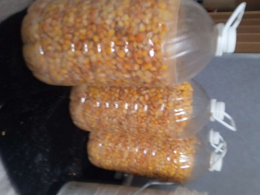 Пьяная кукуруза, волосяная оснастка, поводки