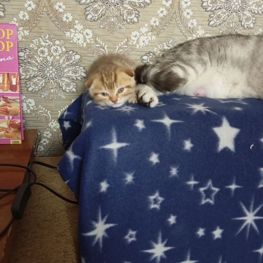 Продам Котëнка, шотландская вислоухая, девочка