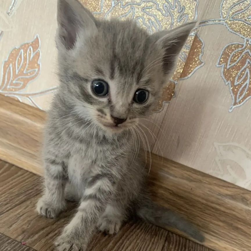 Котёнок от частного владельца