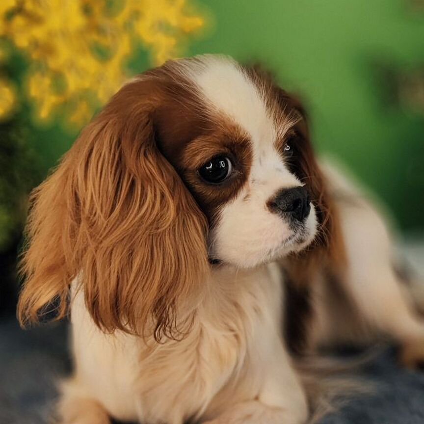 Кавалер кинг чарльз спаниель