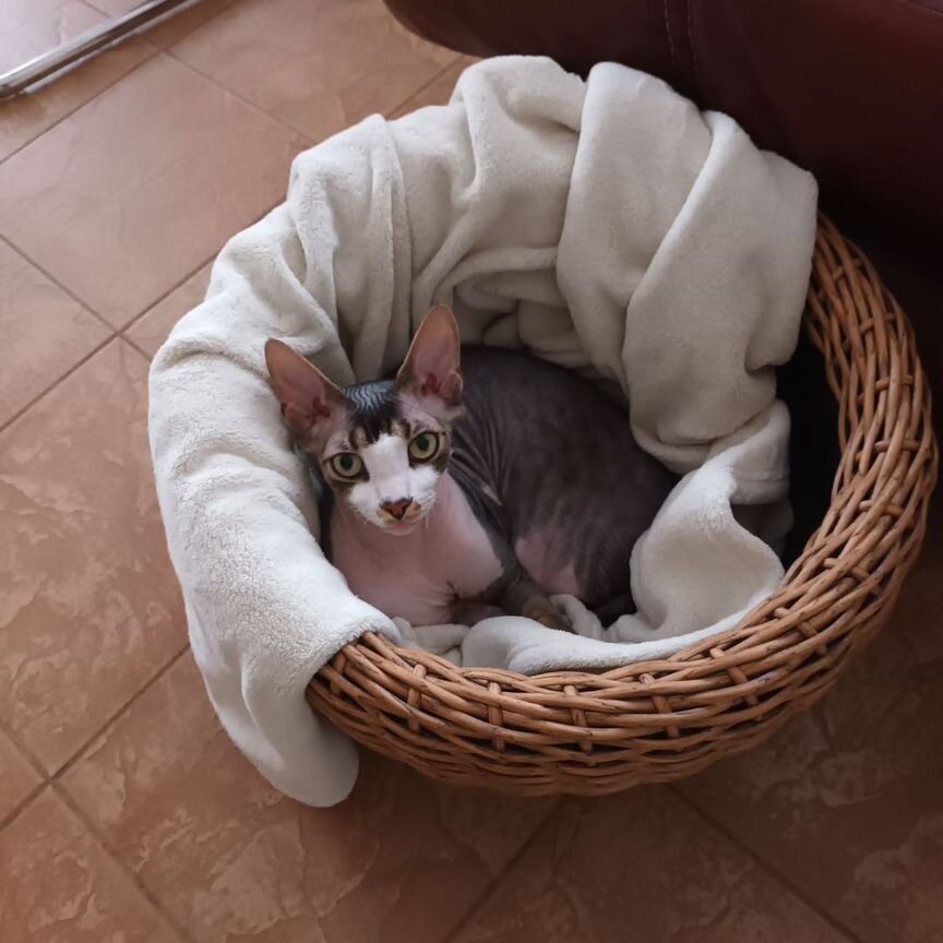 Кот девон-рекс
