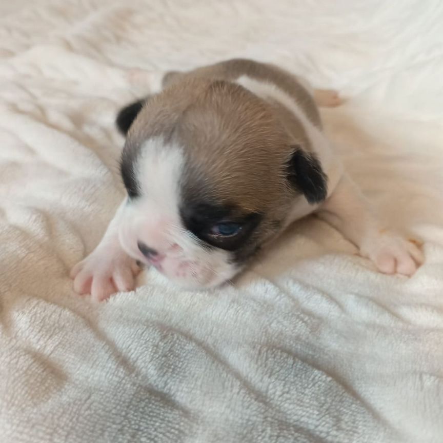 Французики карапузики