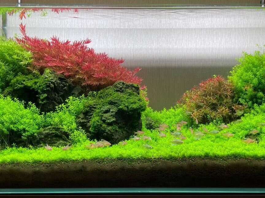 Полный set ADA аквариума 120*45*60