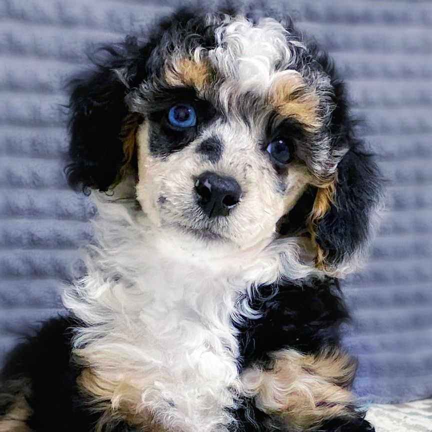 Той-пудель, щенок