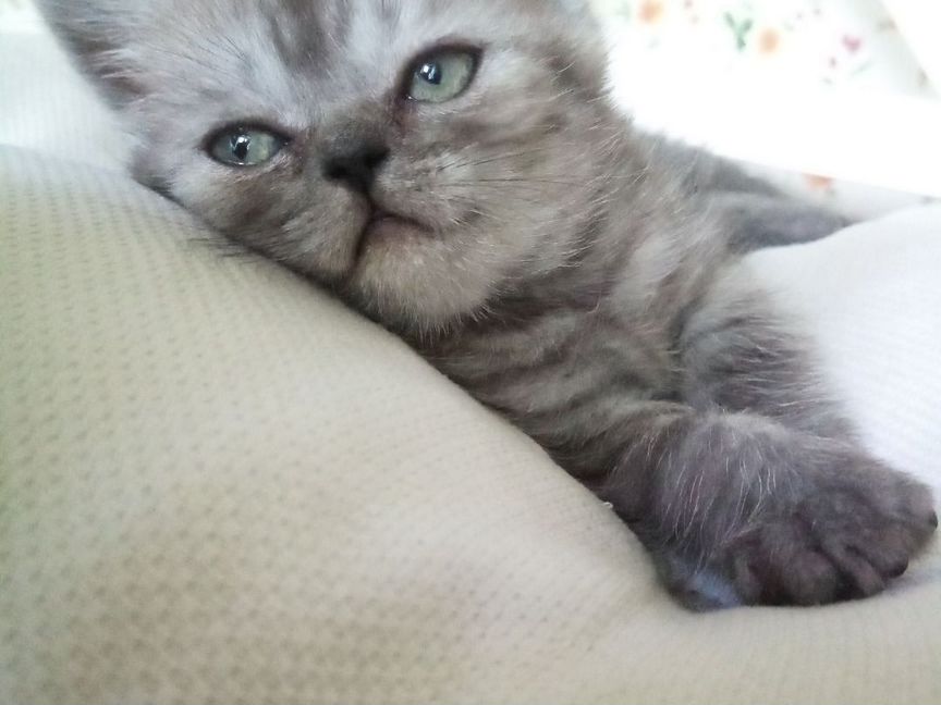 Британский котёнок
