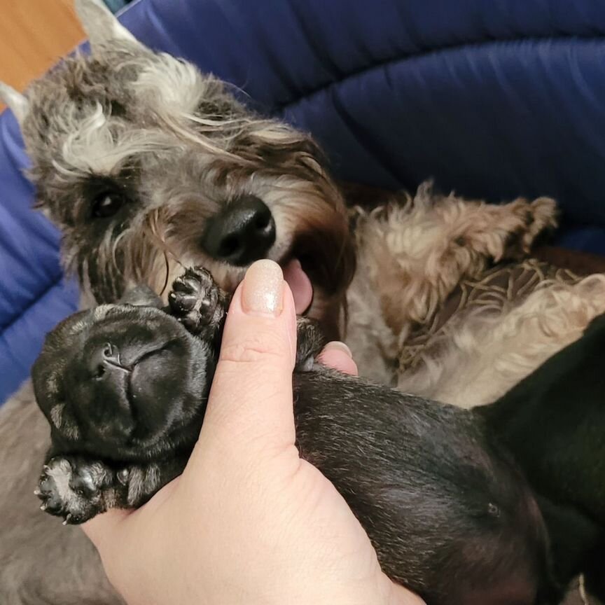 Цвергшнауцер, щенок