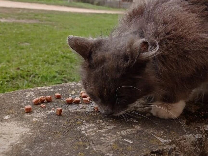 Бедная кошечка нуждается в помощи