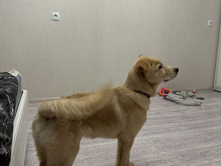 Собака в добрые руки отдам бесплатно