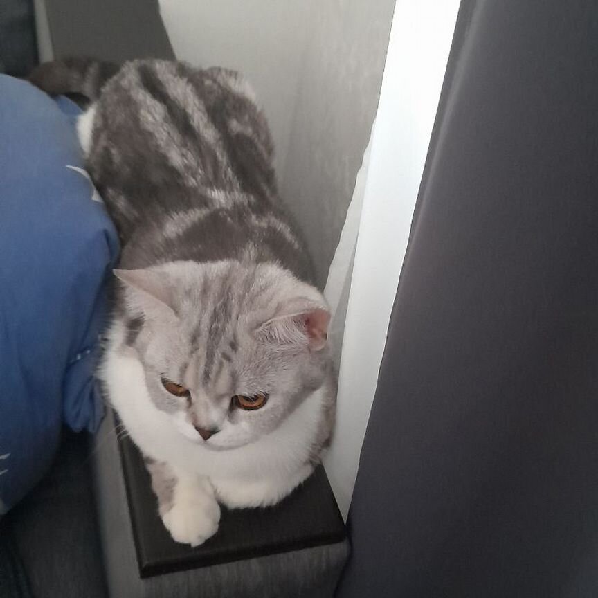 Отдам бесплатно кошку, к лотку приучена, ласковая