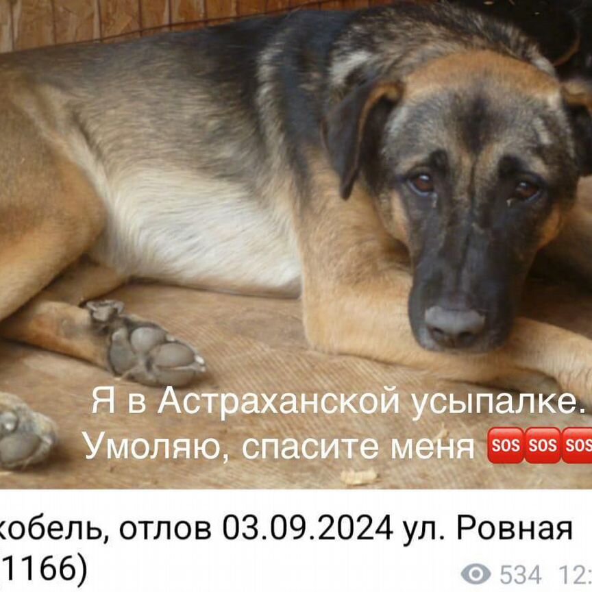 Собака в усыпалке