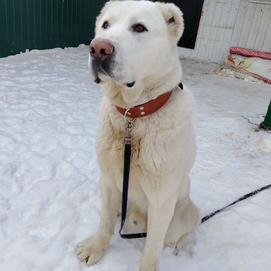 Среднеазиатская овчарка, щенок из приюта