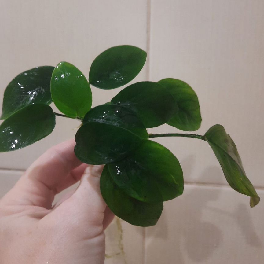 Аквариумные растения