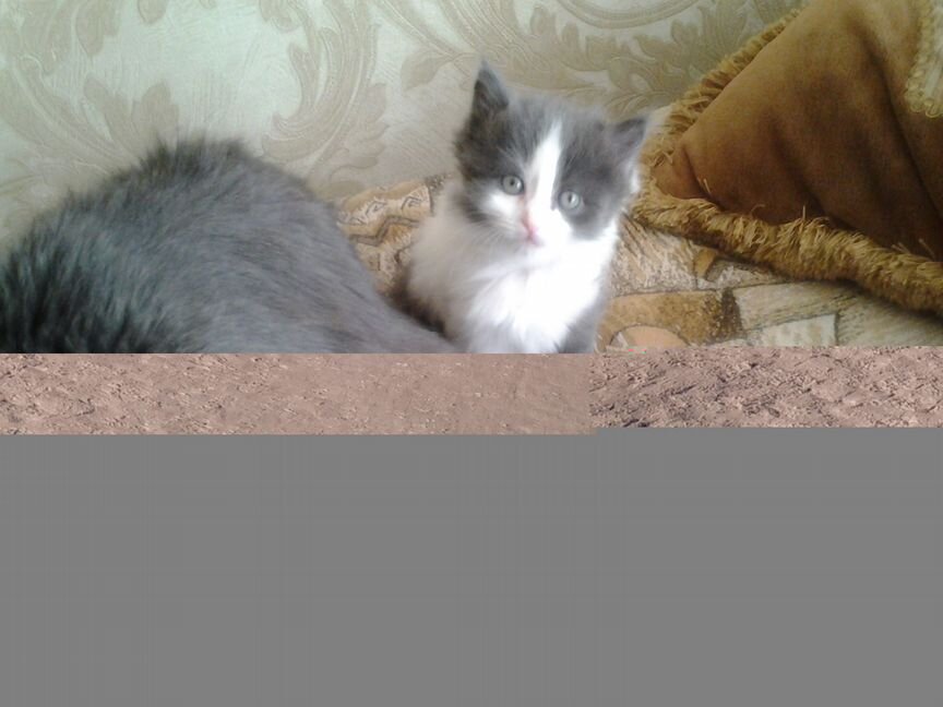 Кошки в добрые руки бесплатно