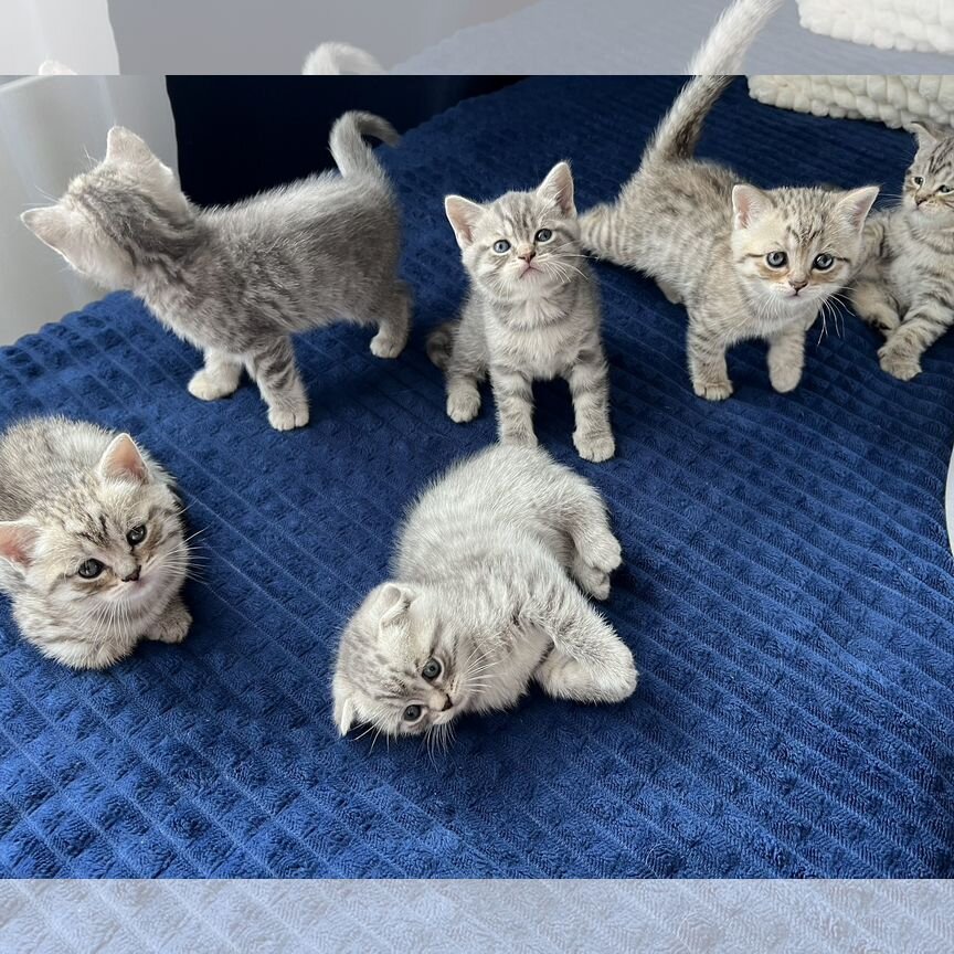 Шотландские котята