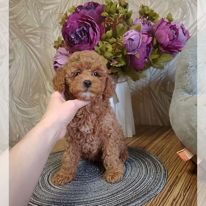 Щенки мальтипу