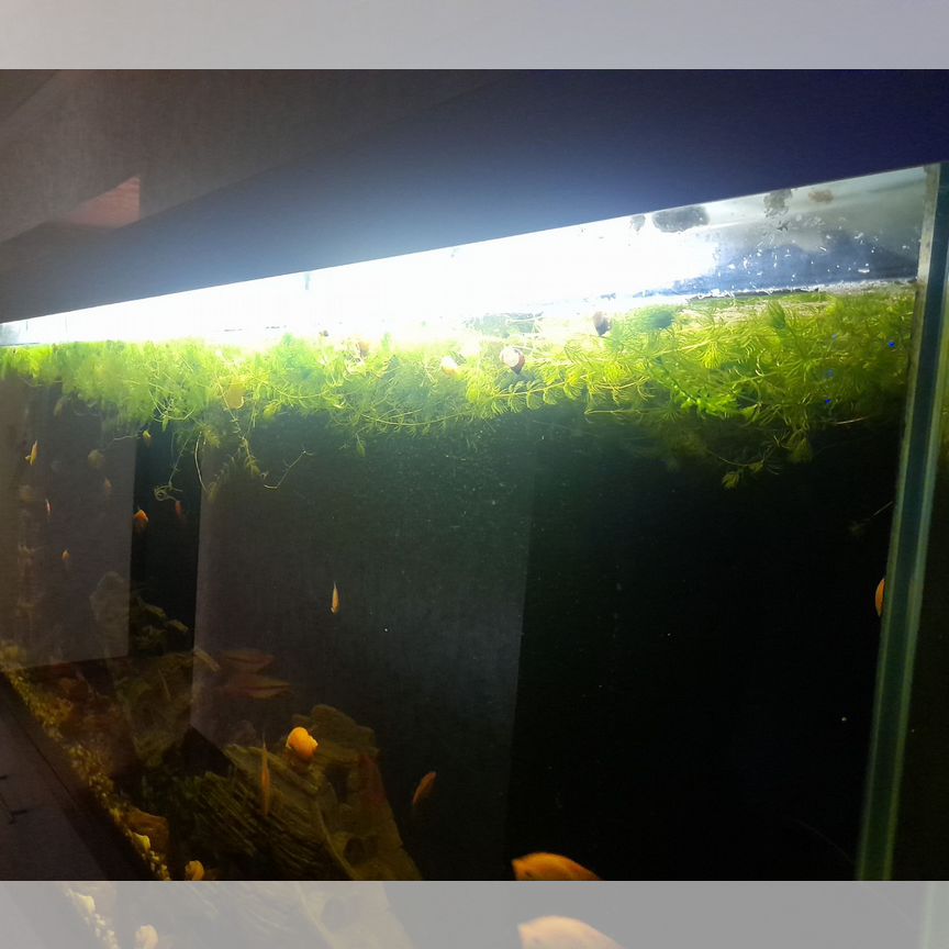 Обменяю роголистник