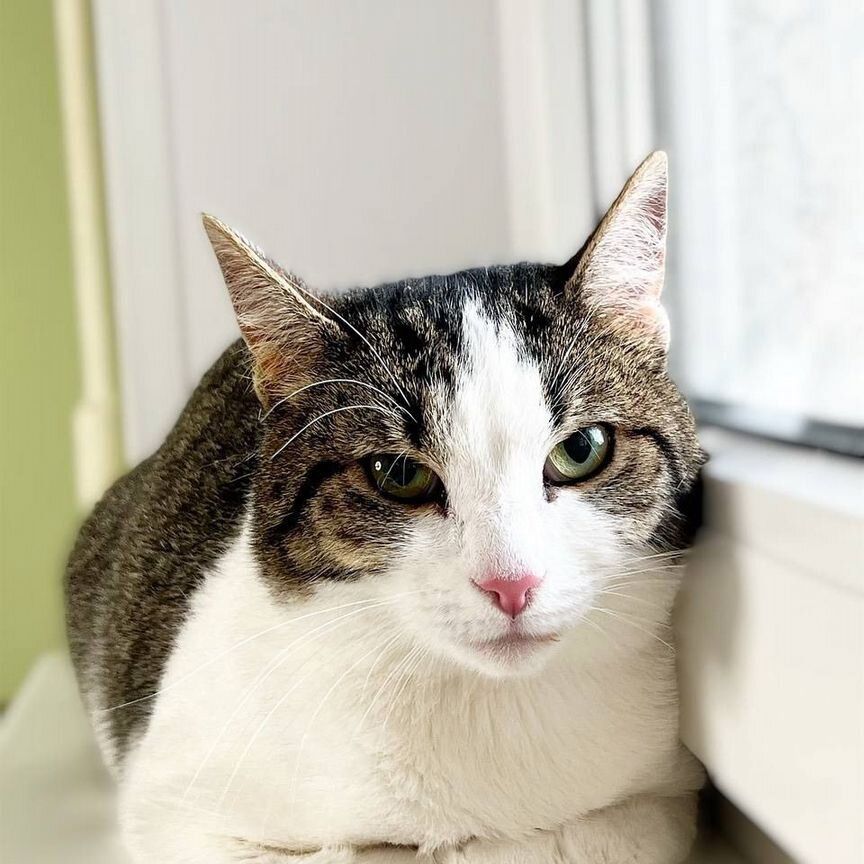 Красивая кошечка