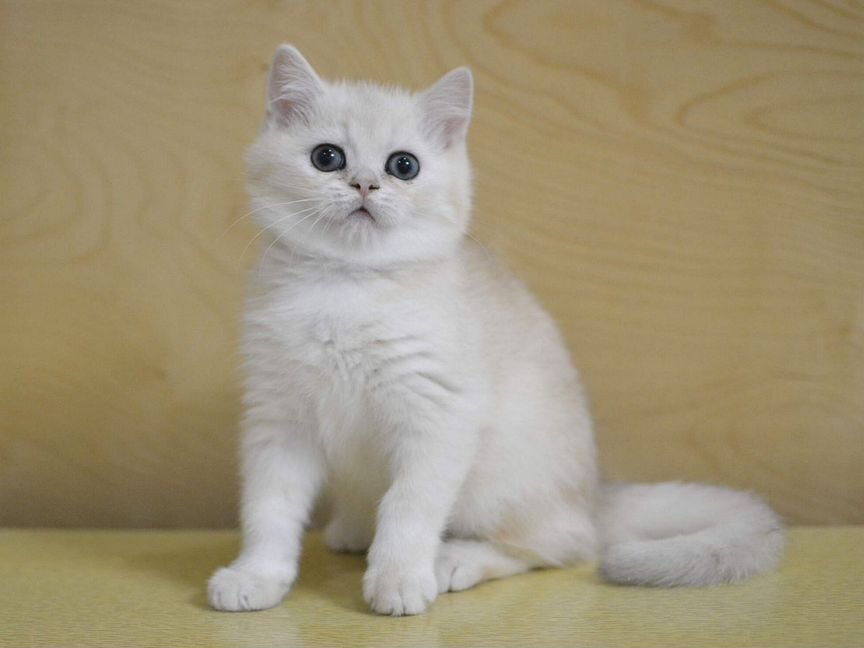 Серебристая шиншилла