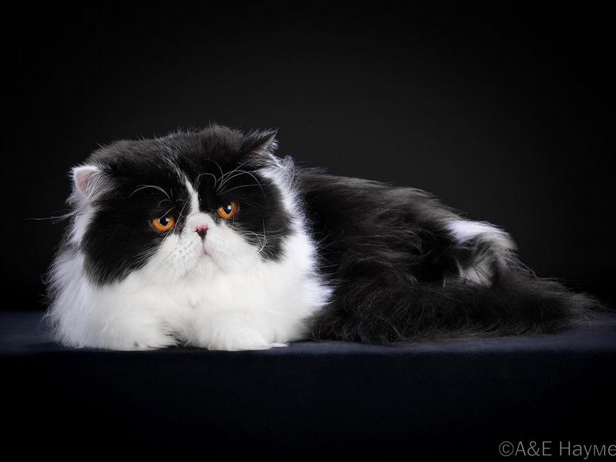Персидский котик