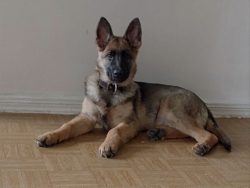 Продается щенок немца Умная. 6000р