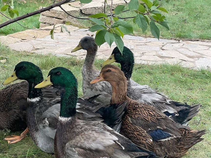 Руанская утка английского типа