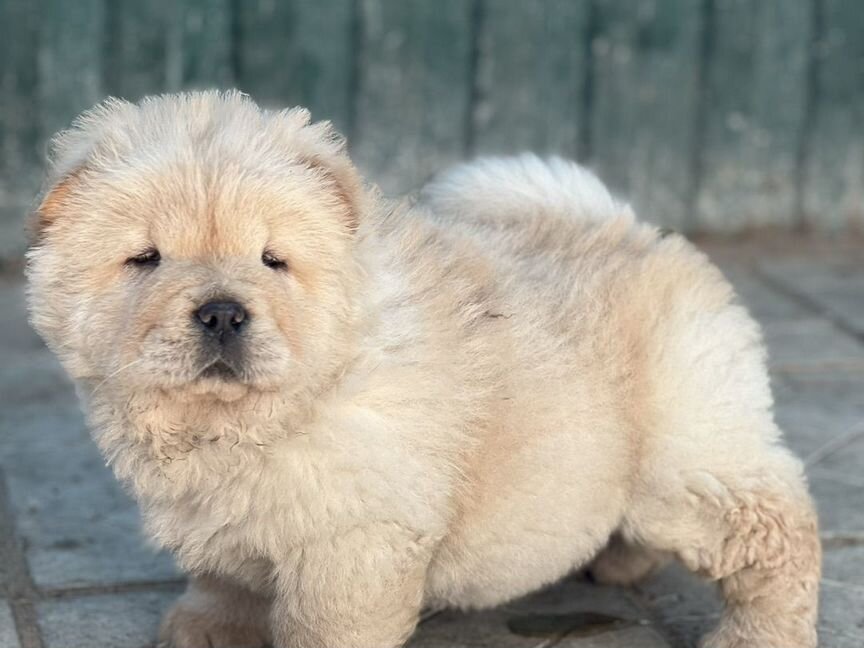 Щенки чау-чау кремовые