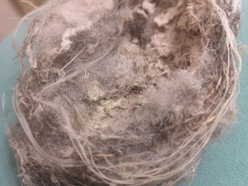 Гнездо для попугая, птички, птичье