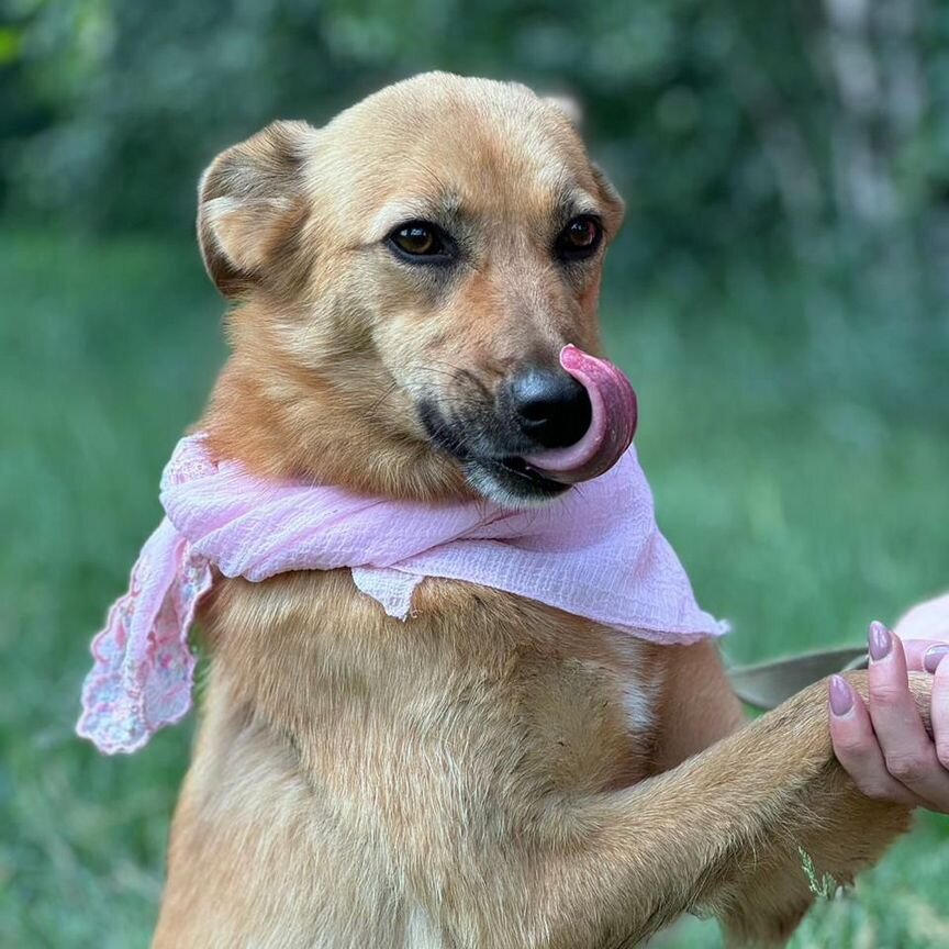 Нежная Меренга собака из приюта в добрые руки