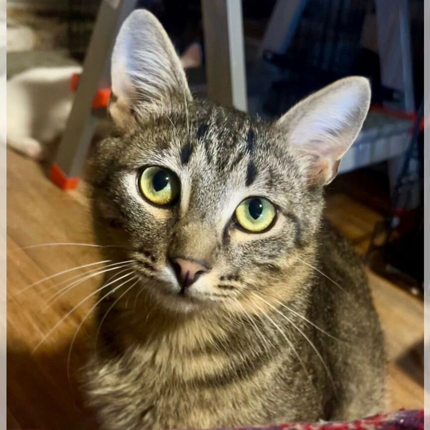 Котик Толик
