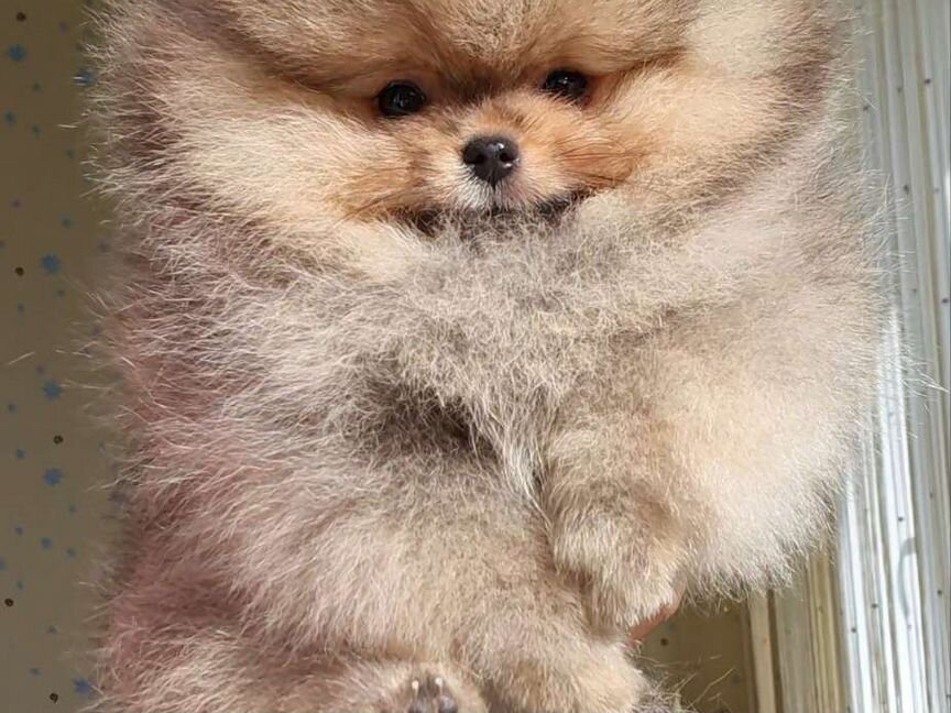 Шпиц мини мишка