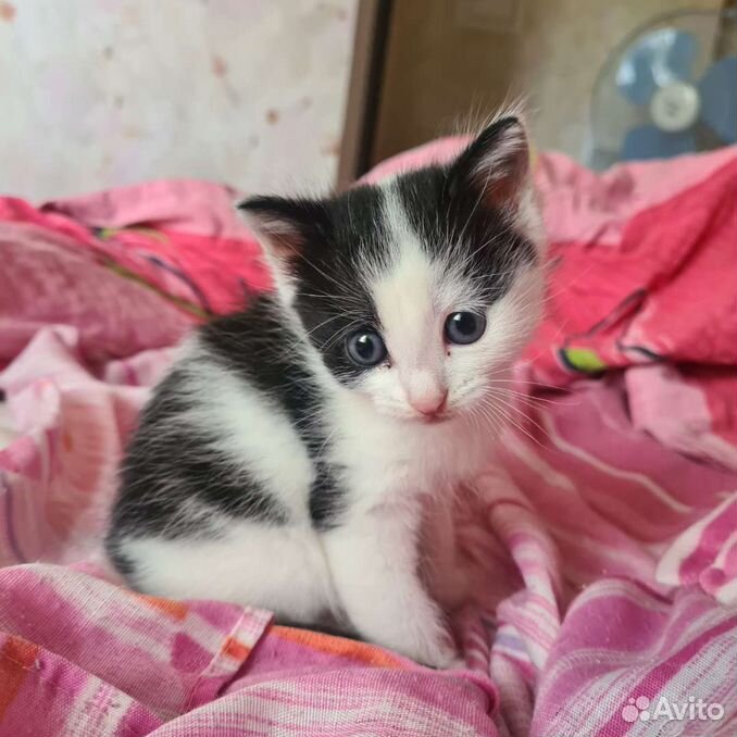 Котенок девочка 2мес