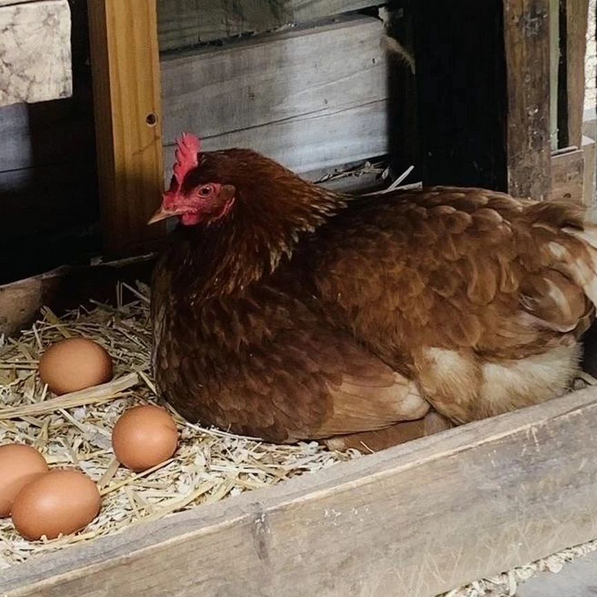 Куры несушки с доставкой