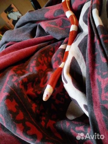 Молочная змея Нельсона с террариумом