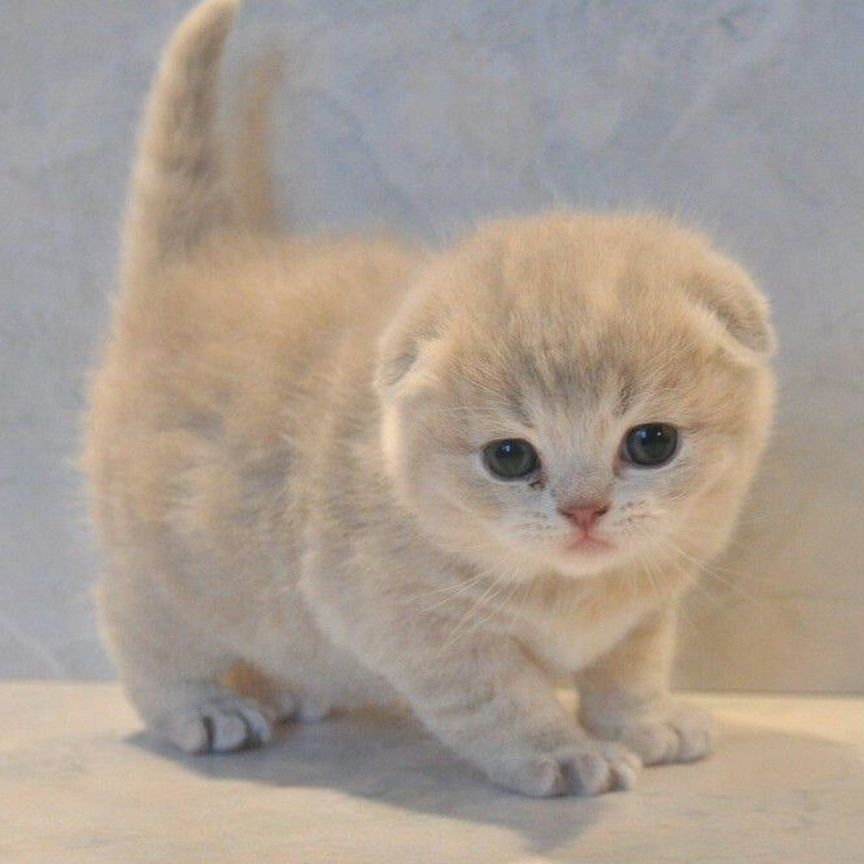 Шотландский мальчик