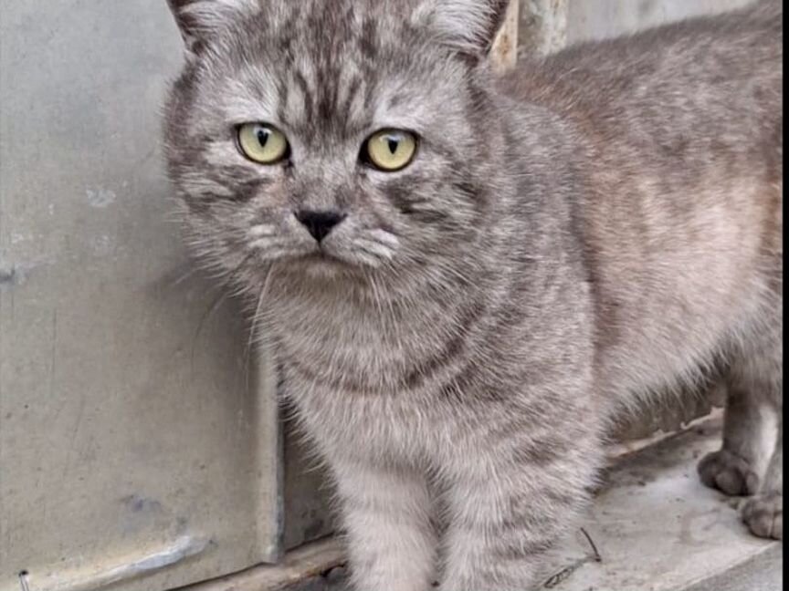 Шотландец юный кот Шерхан. Бесплатно