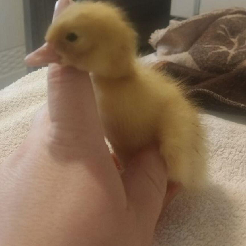 Утята агидель суточные