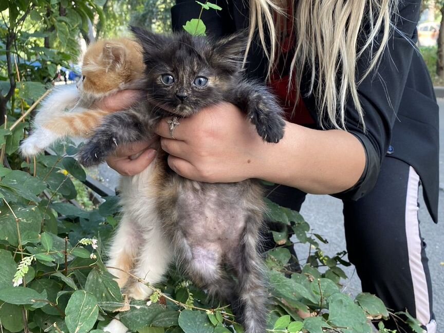 Котята в добрые руки бесплатно