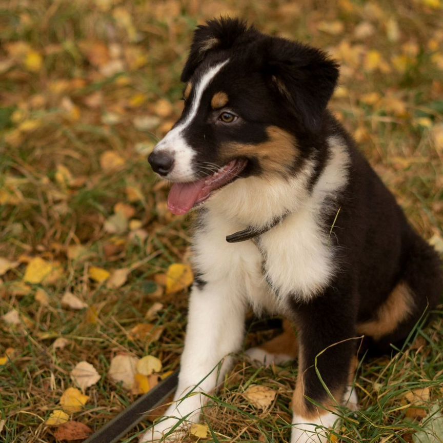 Аусси (австралийская овчарка)