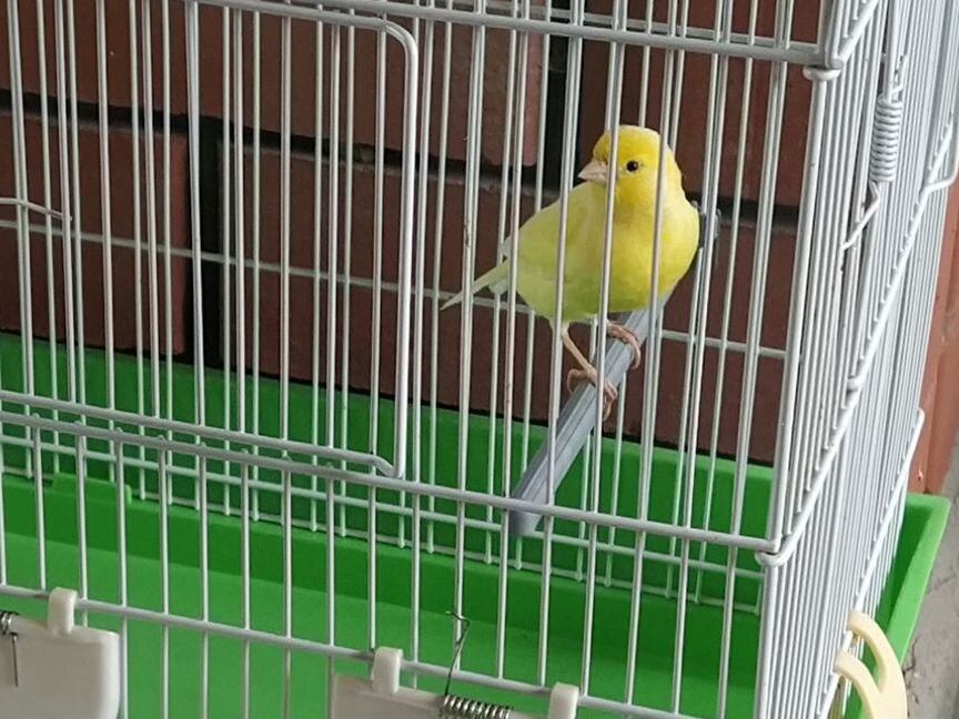 Продаются кенара и канаиейки