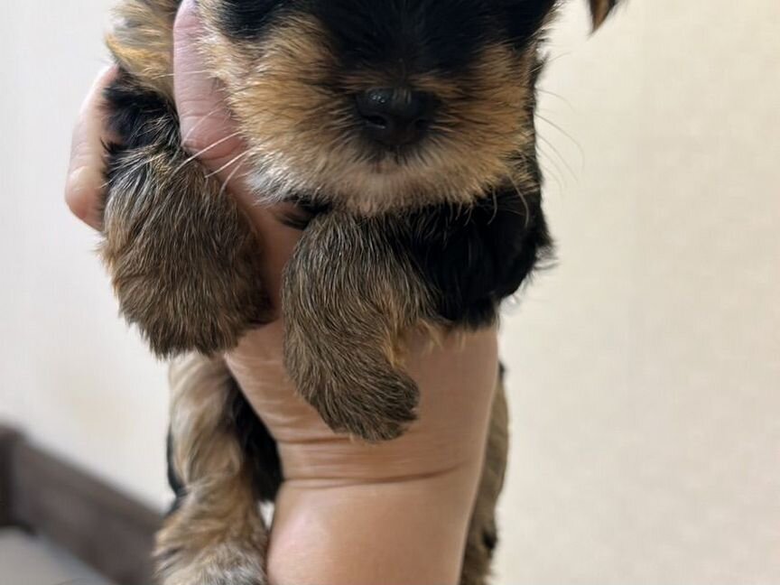 Йоркширский терьер