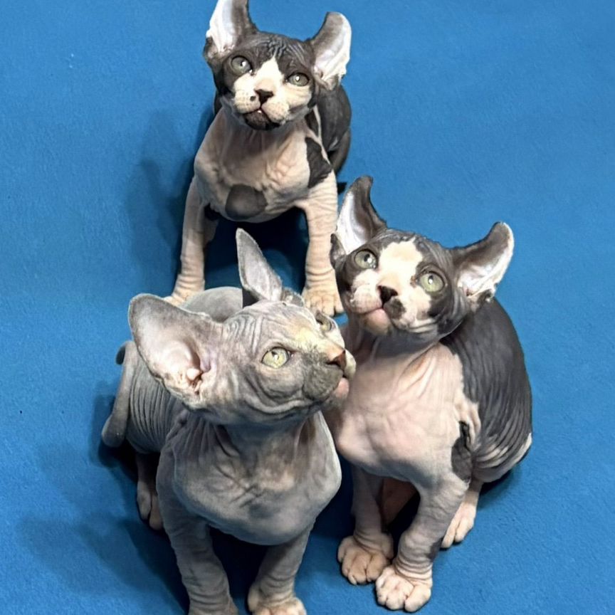 Котодети