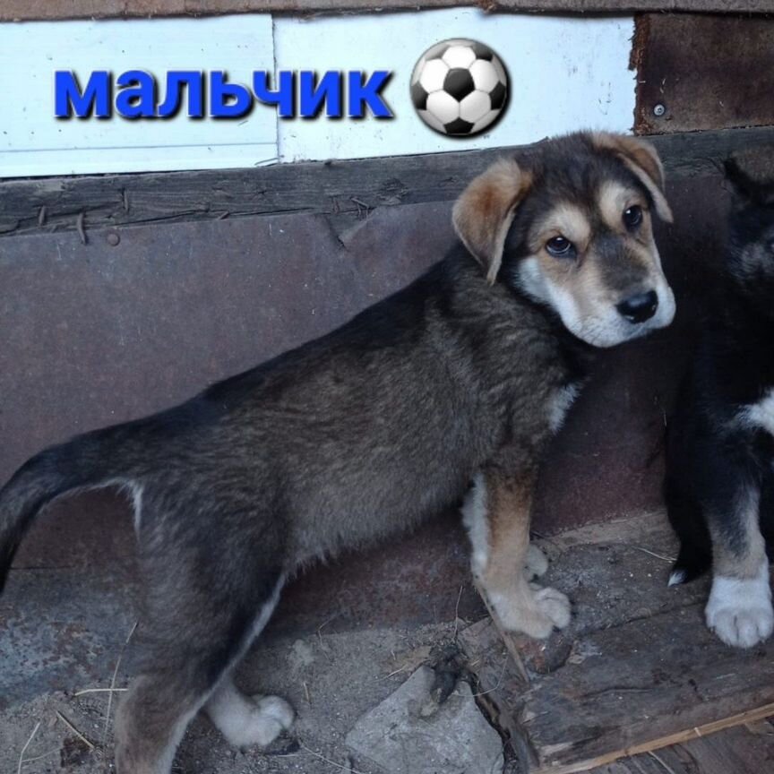 Отдам щенка в добрые руки