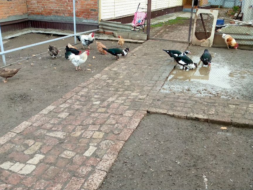 Гусь