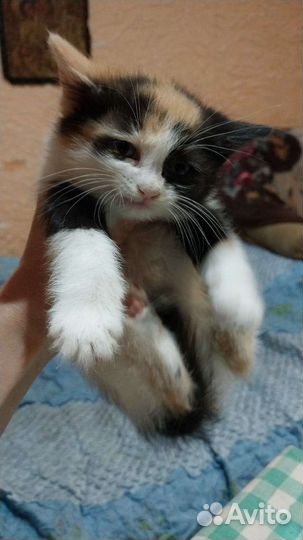 Очень красивые трехцветные и рыжие котята
