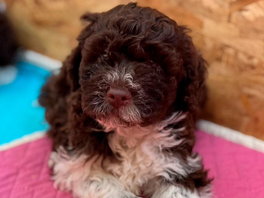 Лаготто романьоло щенок мальчик