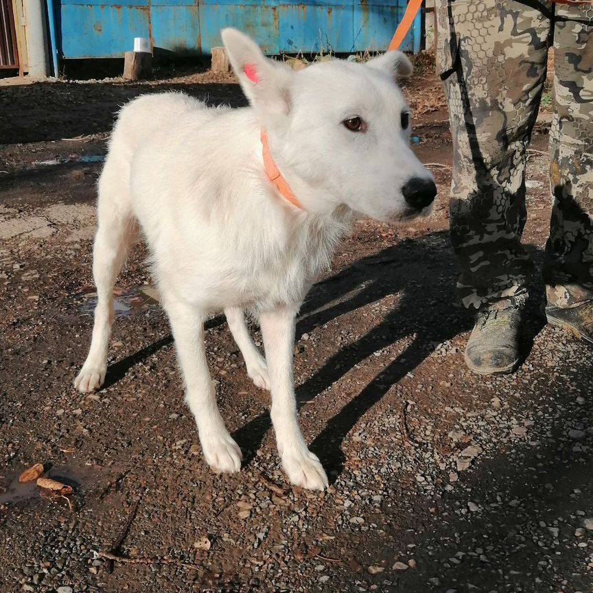 Хороший молодой пёс Снежок