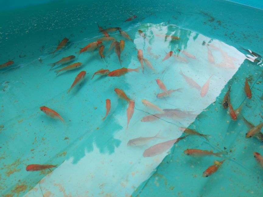 Карась для пруда цветной китайский