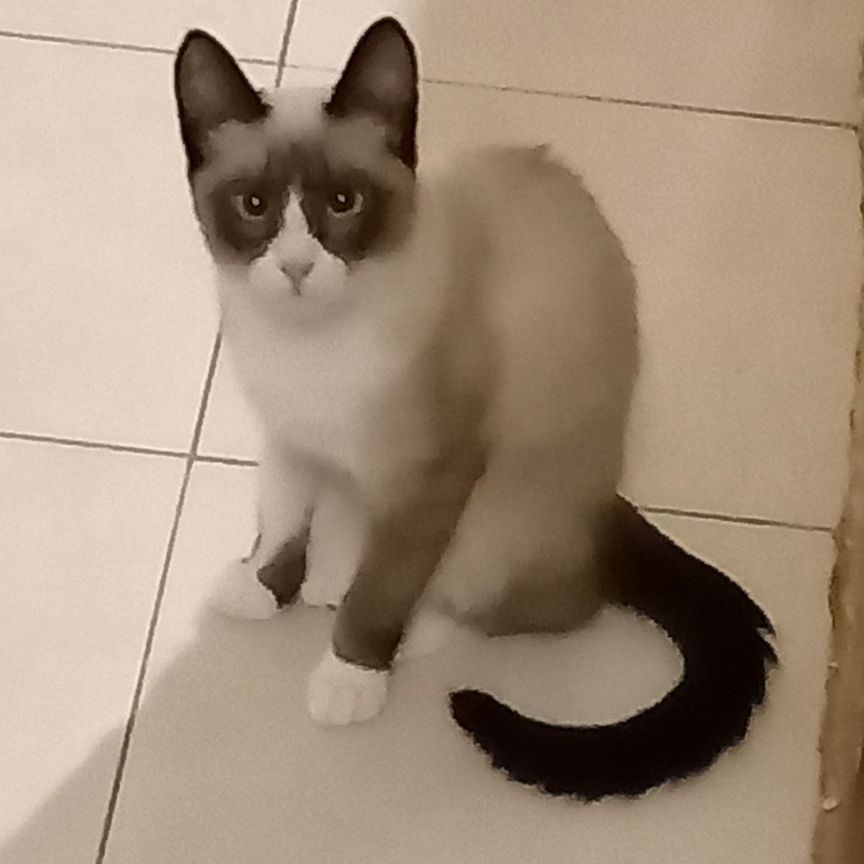 Сиамский котёнок