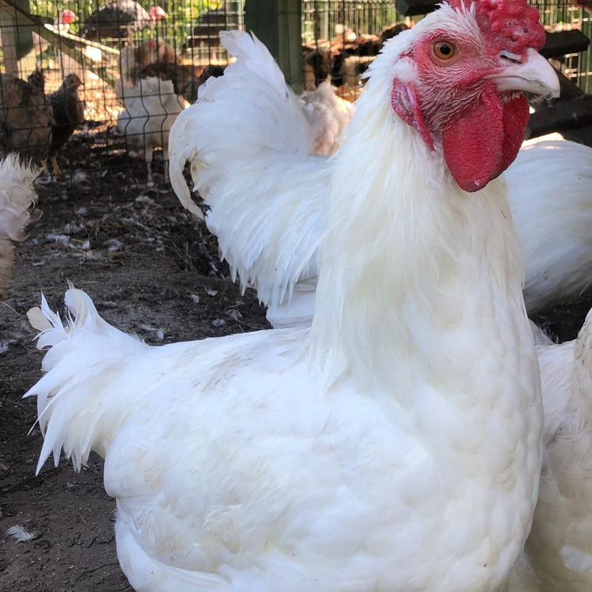 Петушки пушкинские